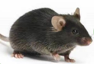 C57BL/6J Nifdc小鼠 - 杭州科玲生物科技有限公司